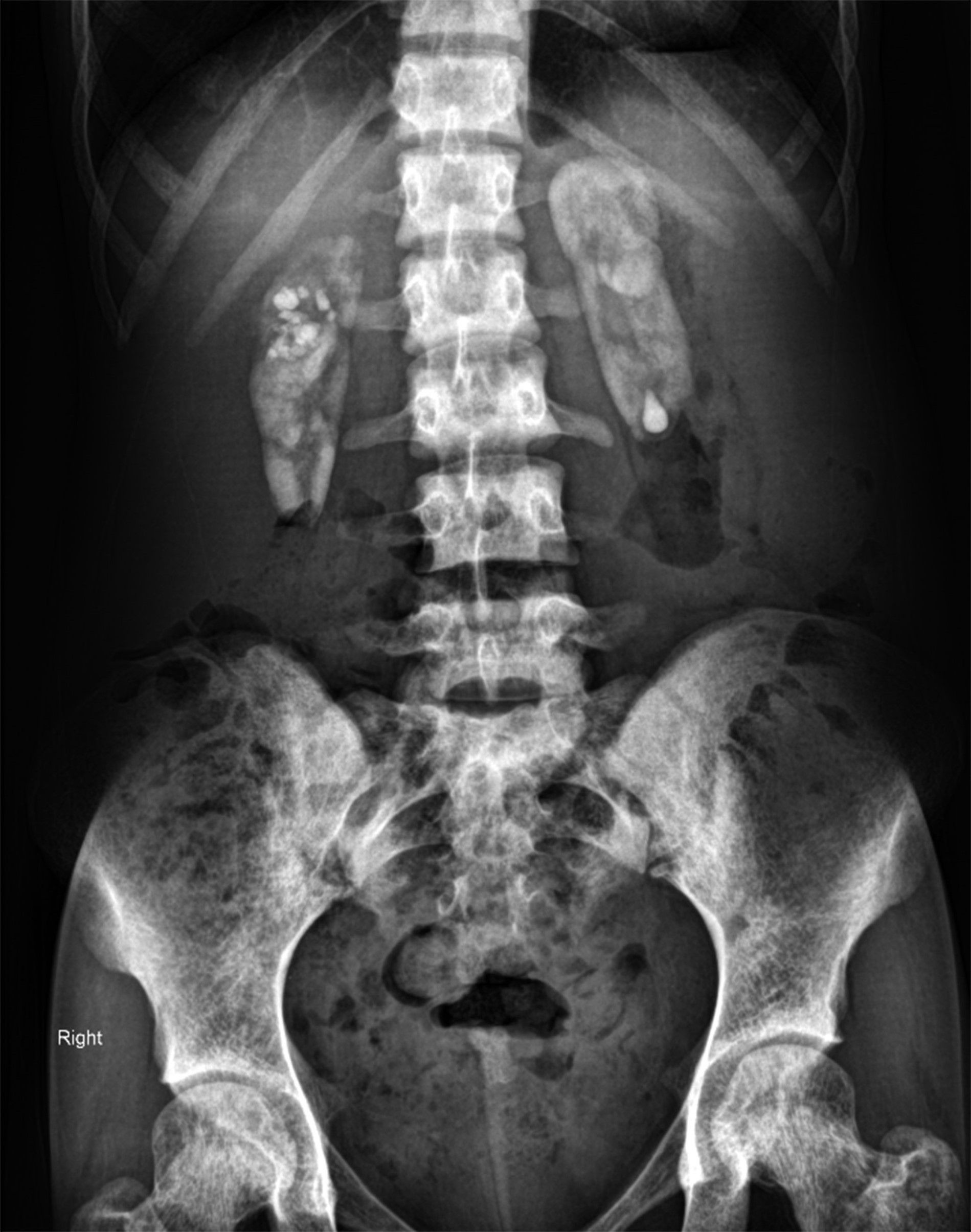 Everything is alive - Alles lebt - Apollon Dossier